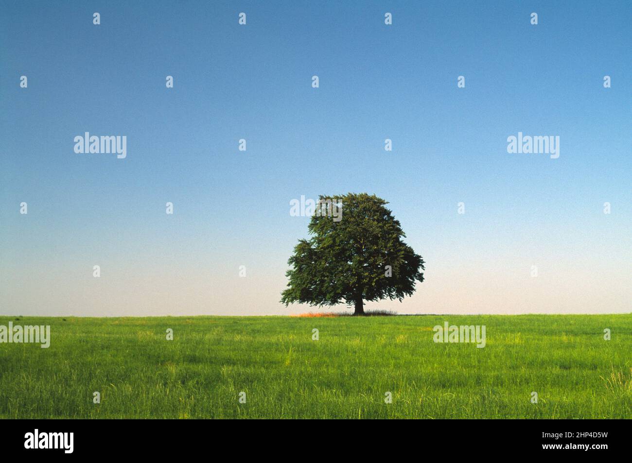 United Kingdom. England. Lone tree on grassy hilltop Stock Photo - Alamy