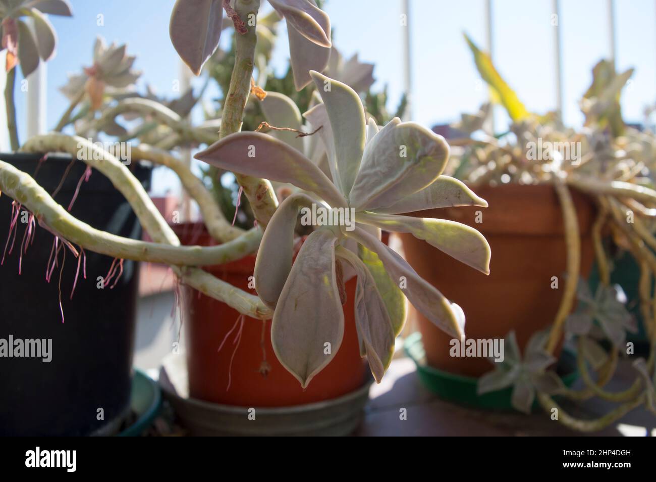 Withered and shriveled leaves of a succulent plant Echeveria due to ...