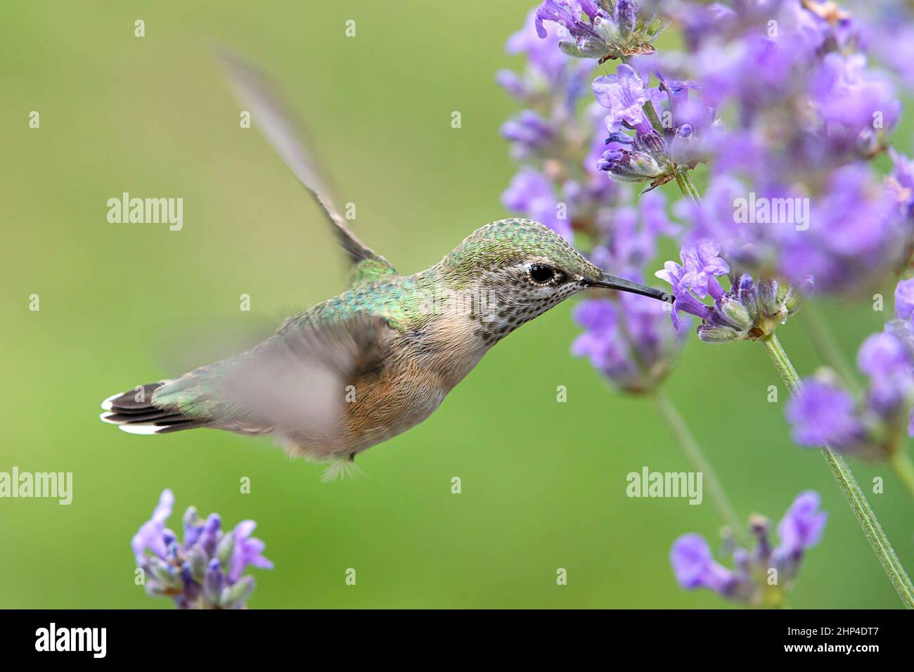 Calliope hummingbird hi-res stock photography and images - Alamy