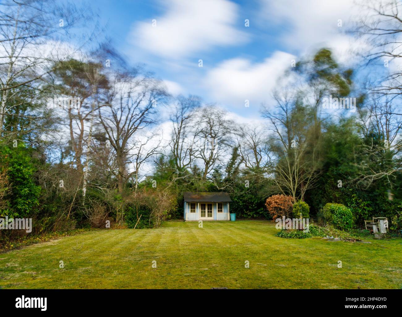 Windblown trees sway in the strong winds of winter Storm Eunice during ...