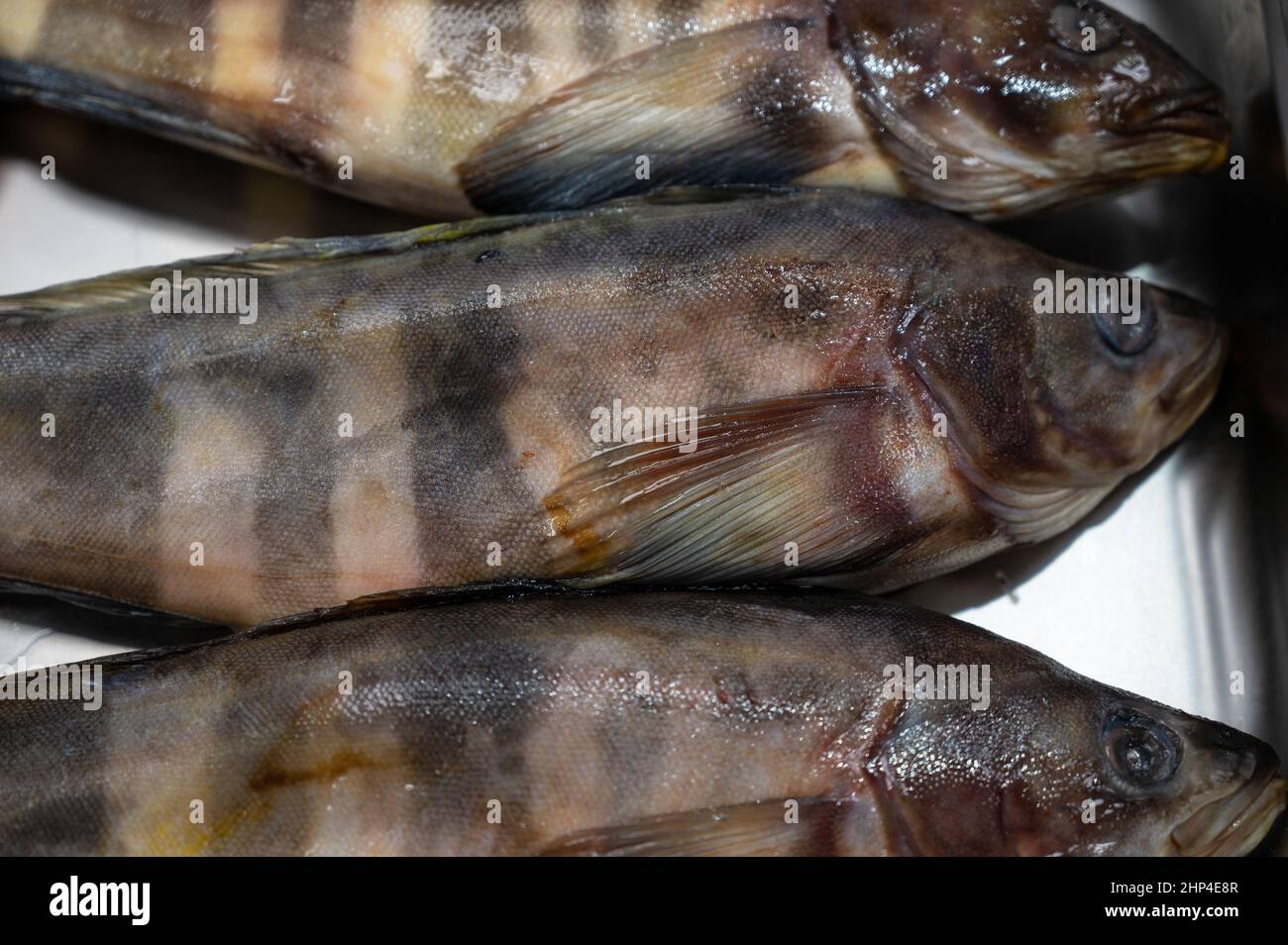 Fresh raw greenling fish in the supermarket Stock Photo - Alamy