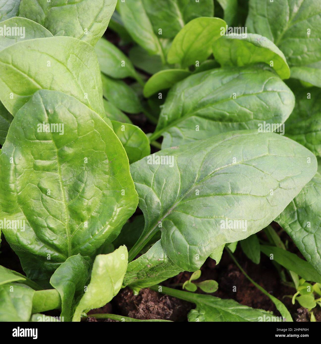 Fresh organic leaves of spinach in the garden Stock Photo - Alamy