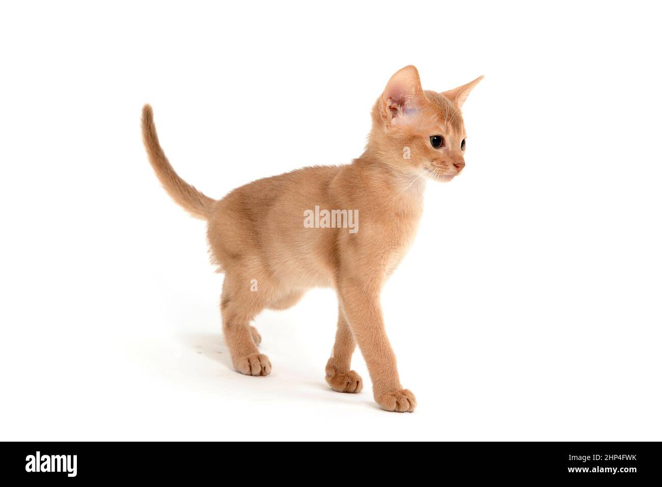 Red burmese cat hi-res stock photography and images - Alamy