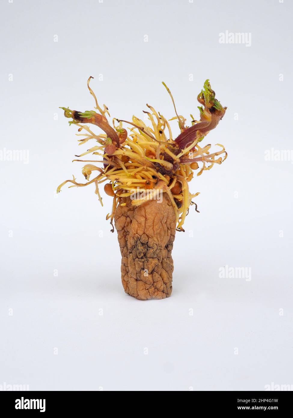 Shrivelled plant hi-res stock photography and images - Alamy