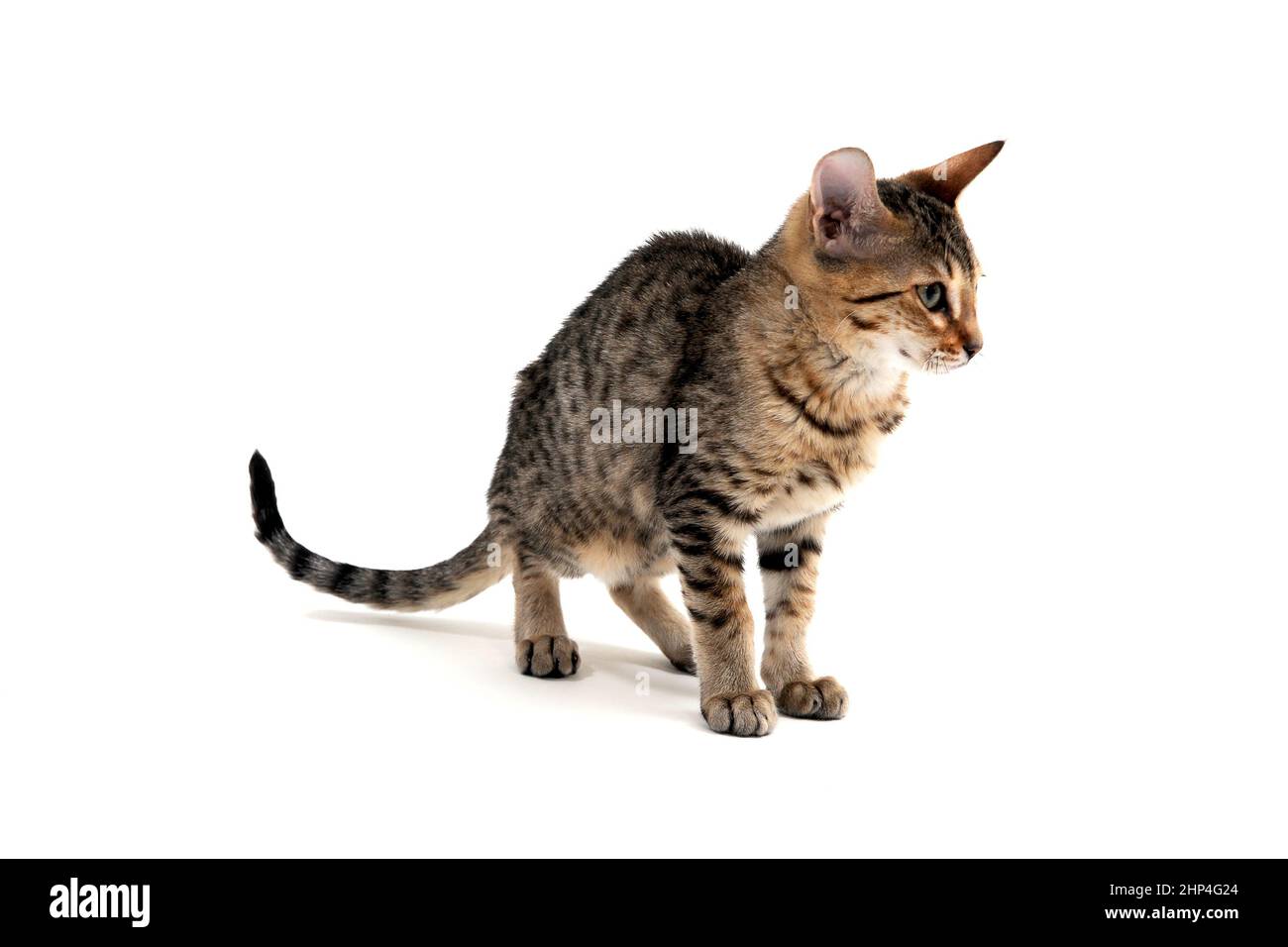 A purebred smooth-haired cat stands on a white background. High quality ...