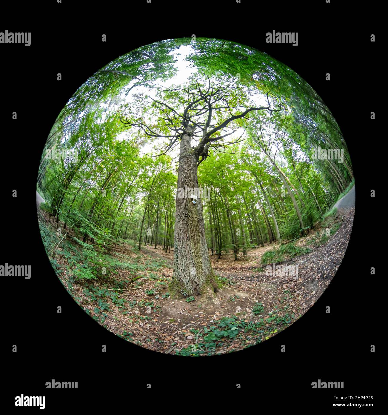 Huge old oak tree in a forest with fish-eye lens Stock Photo - Alamy