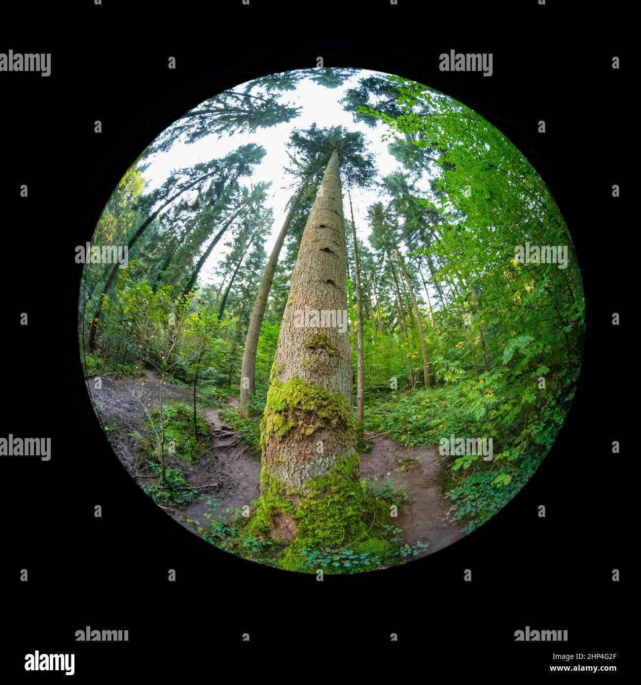 Conifer tree in a forest with fish-eye lens Stock Photo - Alamy