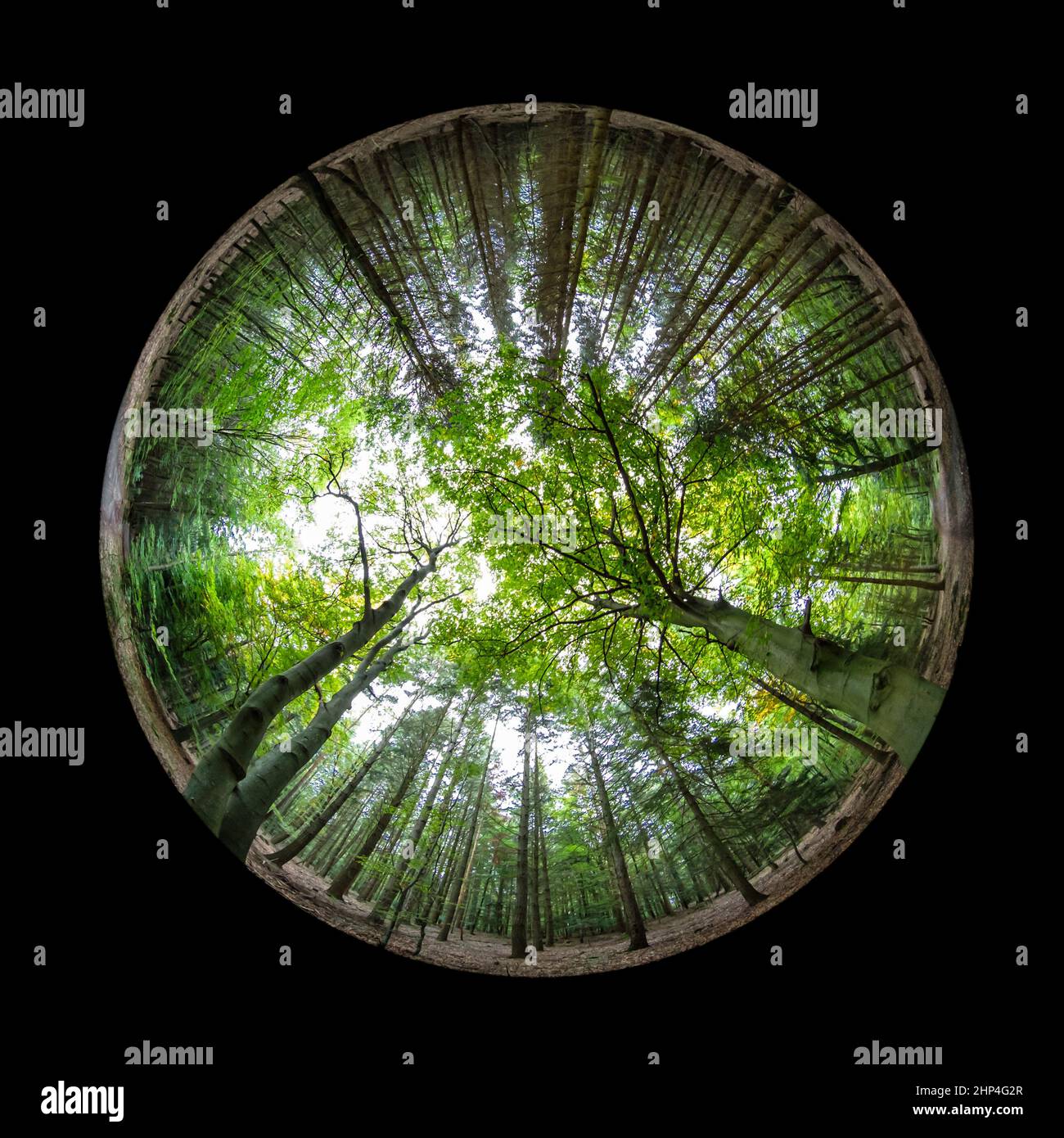 Forest fish eye lens hi-res stock photography and images - Alamy