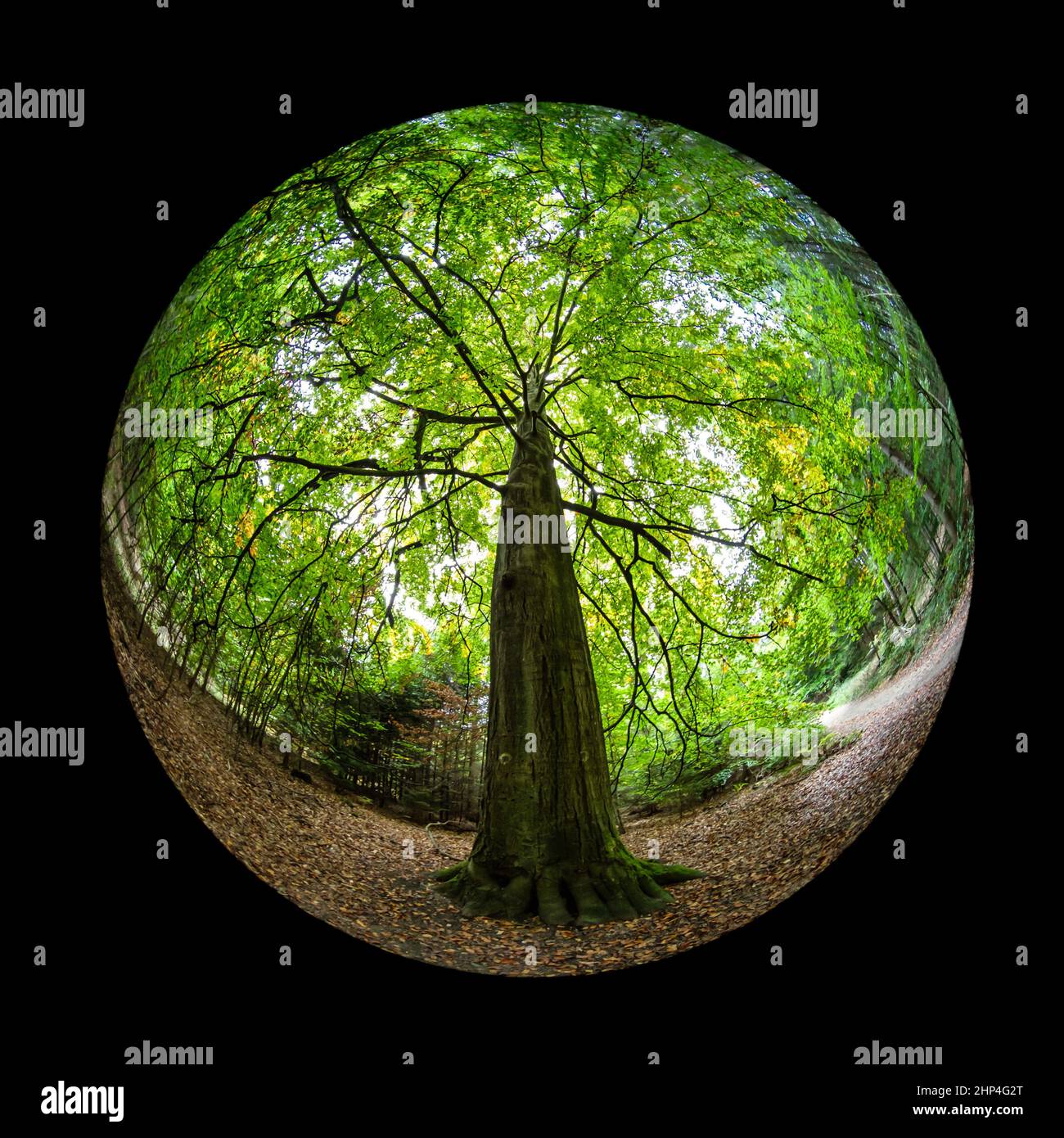 Old huge beech tree with trunk in a forest with fish-eye lens Stock ...