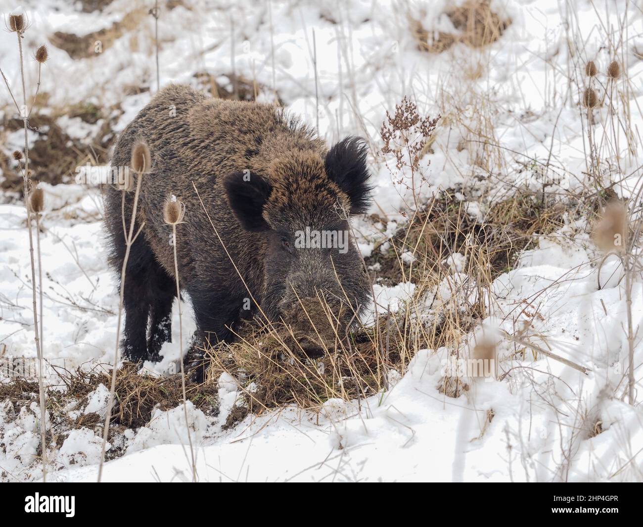 Full grown pig hi-res stock photography and images - Alamy