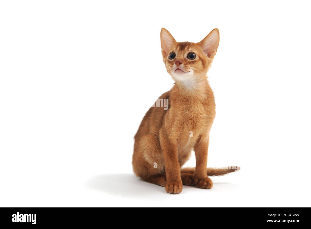 Abyssinian ginger kitten on a white background. High quality photo ...
