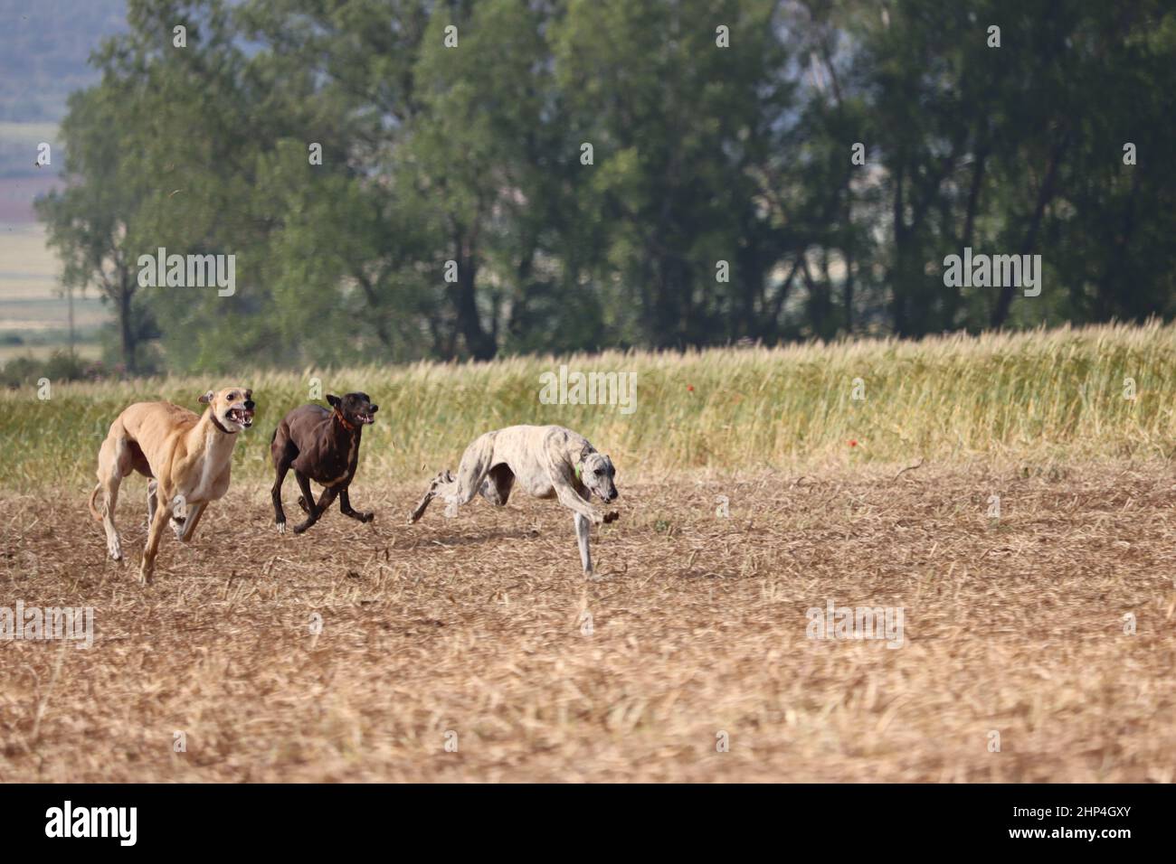 Spanish greyhound dog race hare hunting speed delivers passion Stock ...