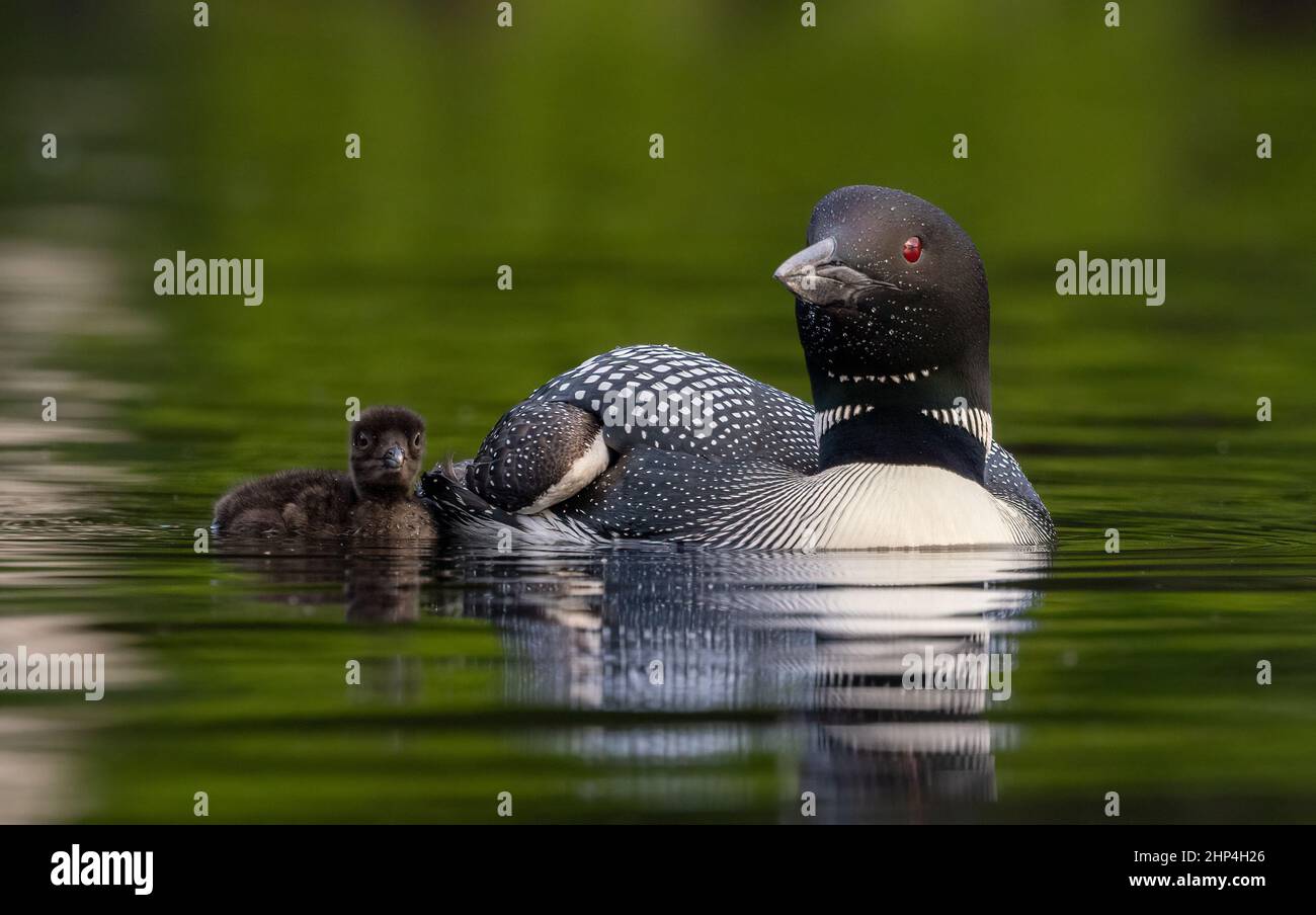Common Loon and Chick in Maine Stock Photo - Alamy