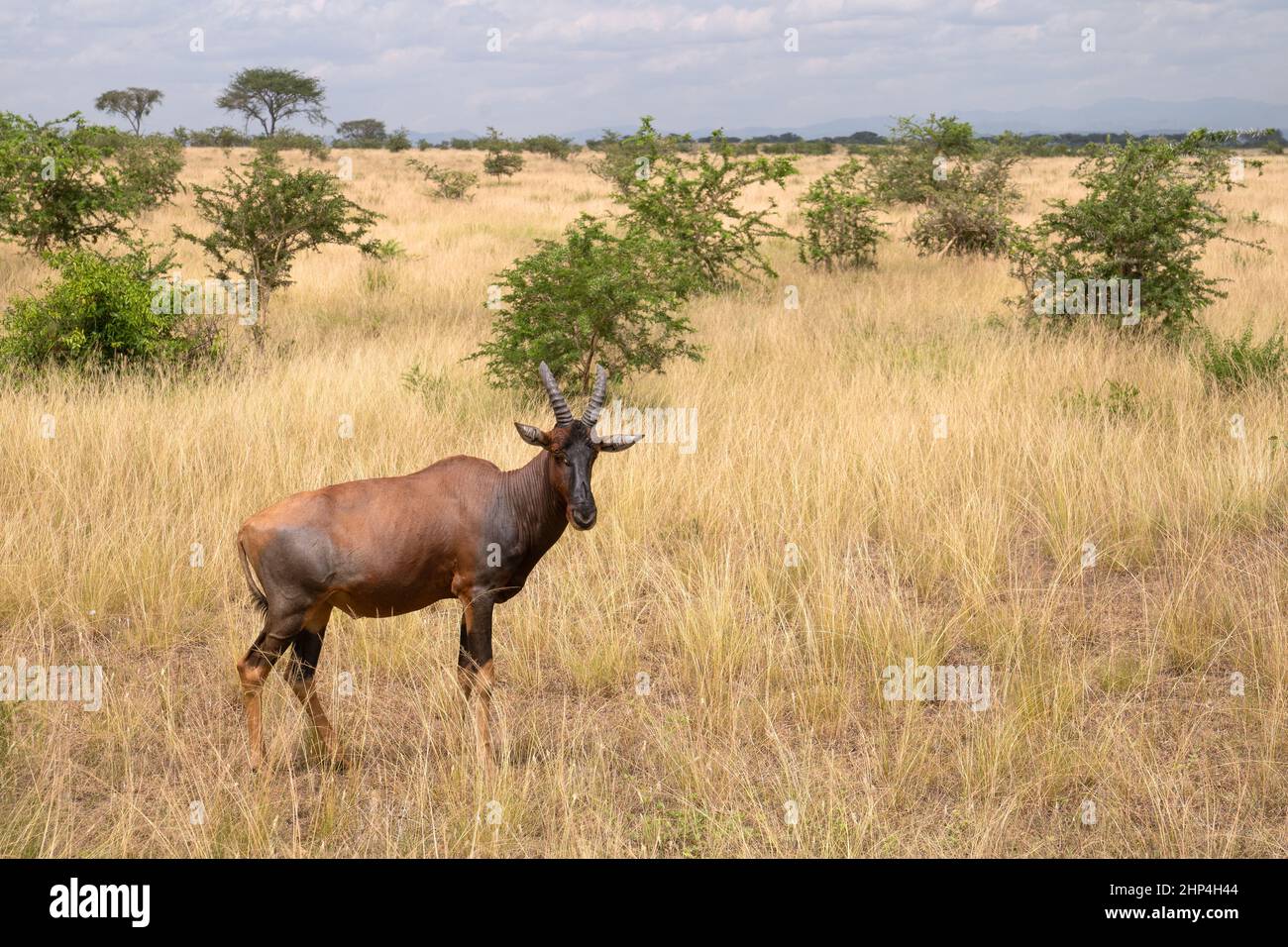 Topi (Damaliscus jimela), Ishasha National Park, Uganda Stock Photo - Alamy