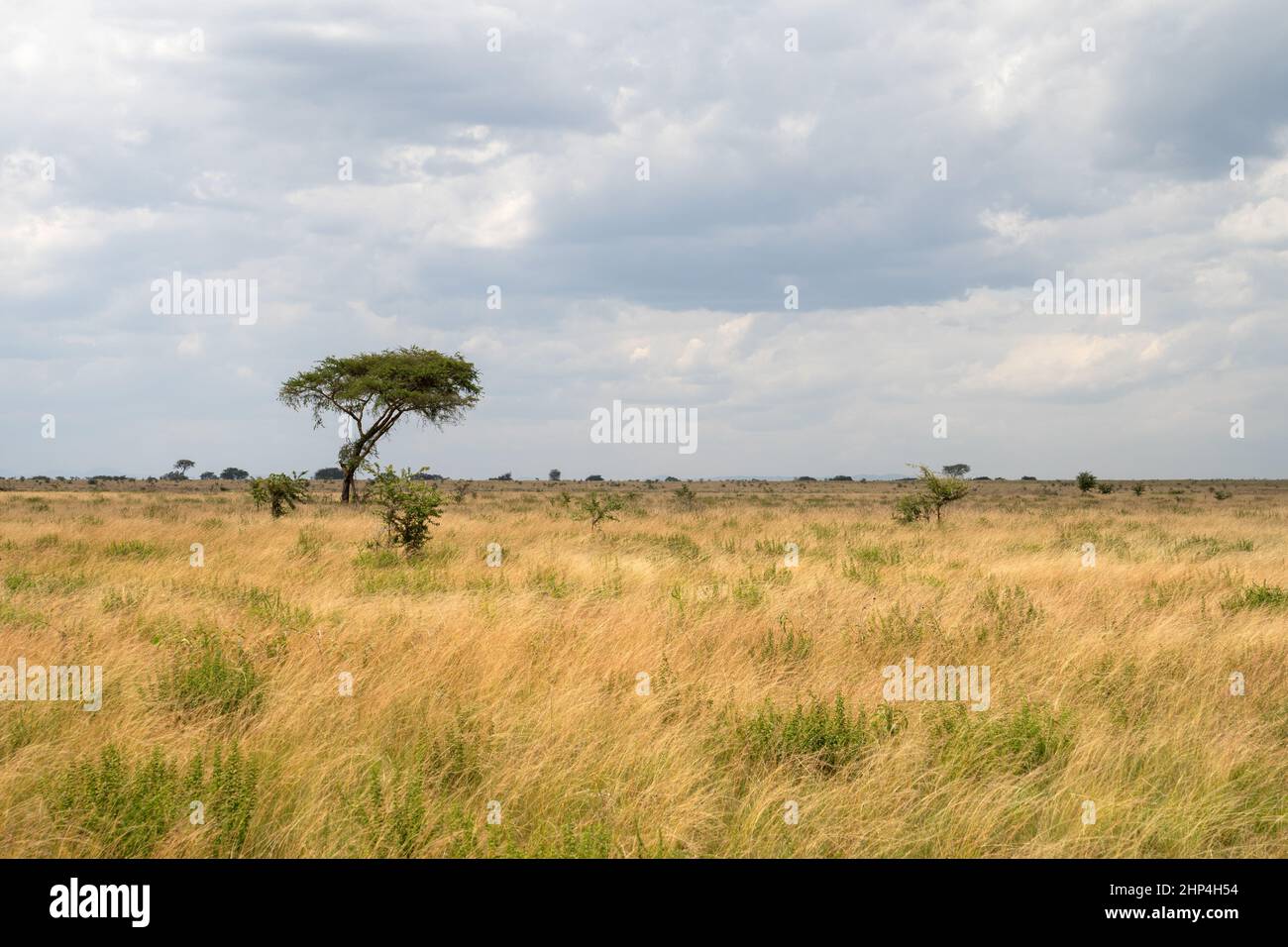 Panoramic landscape of Ishasha National Park in Uganda, East Africa ...