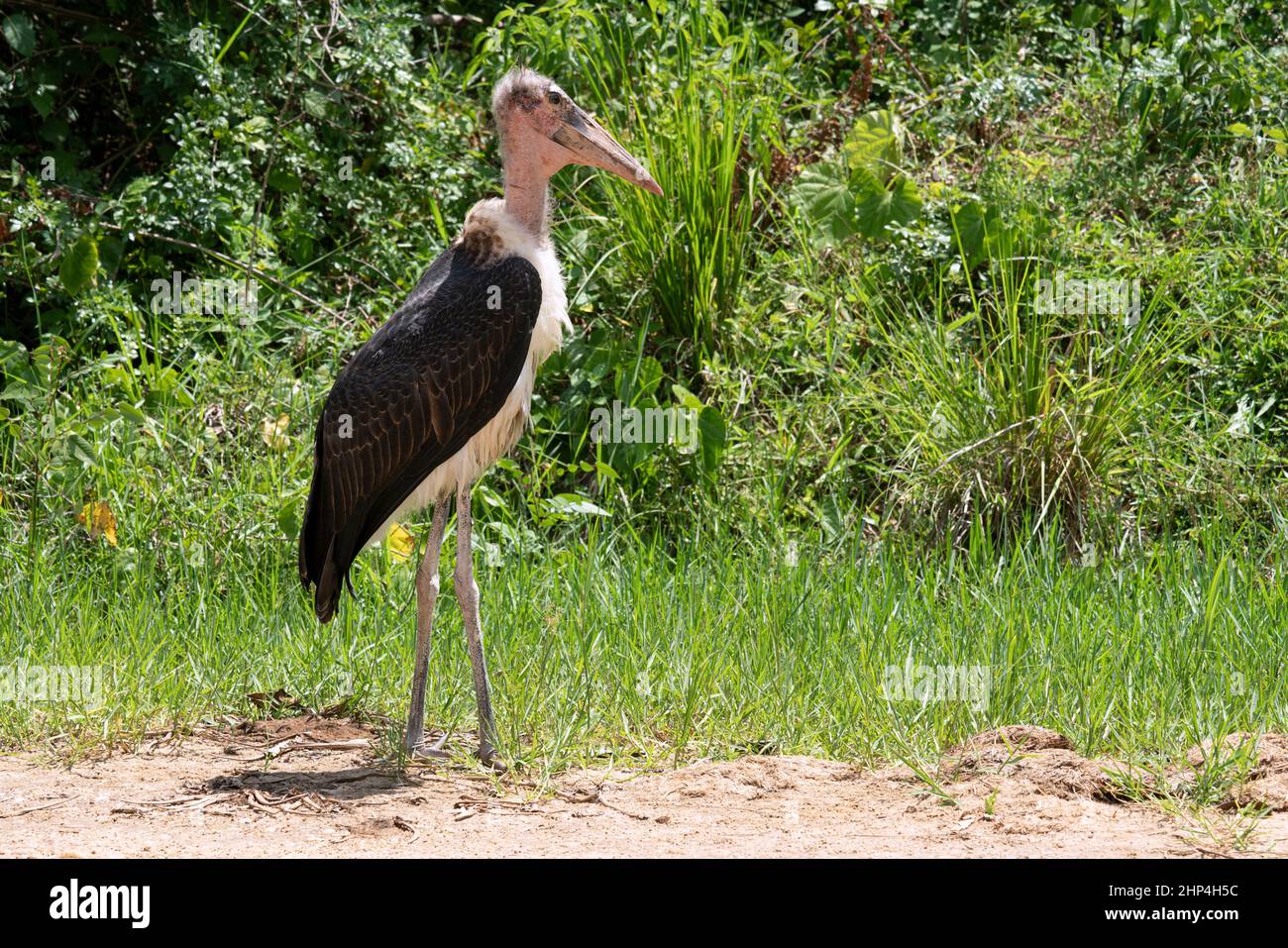 Marabou stork (Leptoptilos crumeniferus), Murchison Falls National Park ...