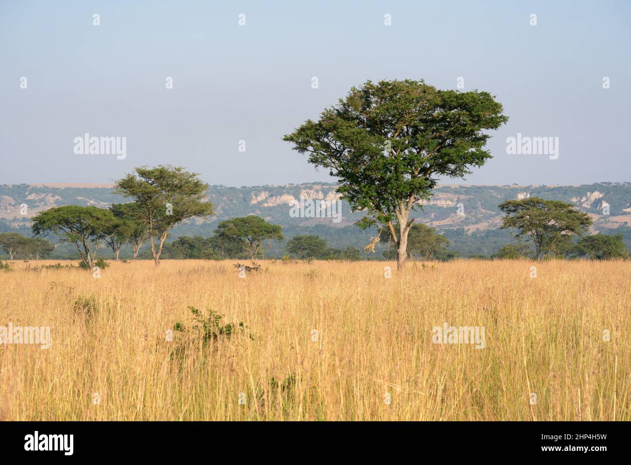 Panoramic landscape of Ishasha National Park in Uganda, East Africa ...