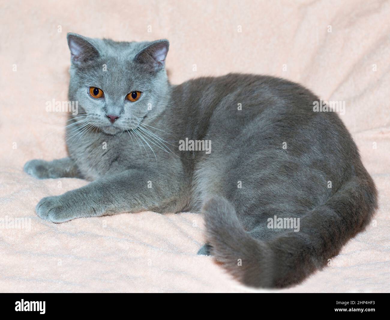 Scottish cat color Fawn portrait, cats, kittens and cats in the house ...