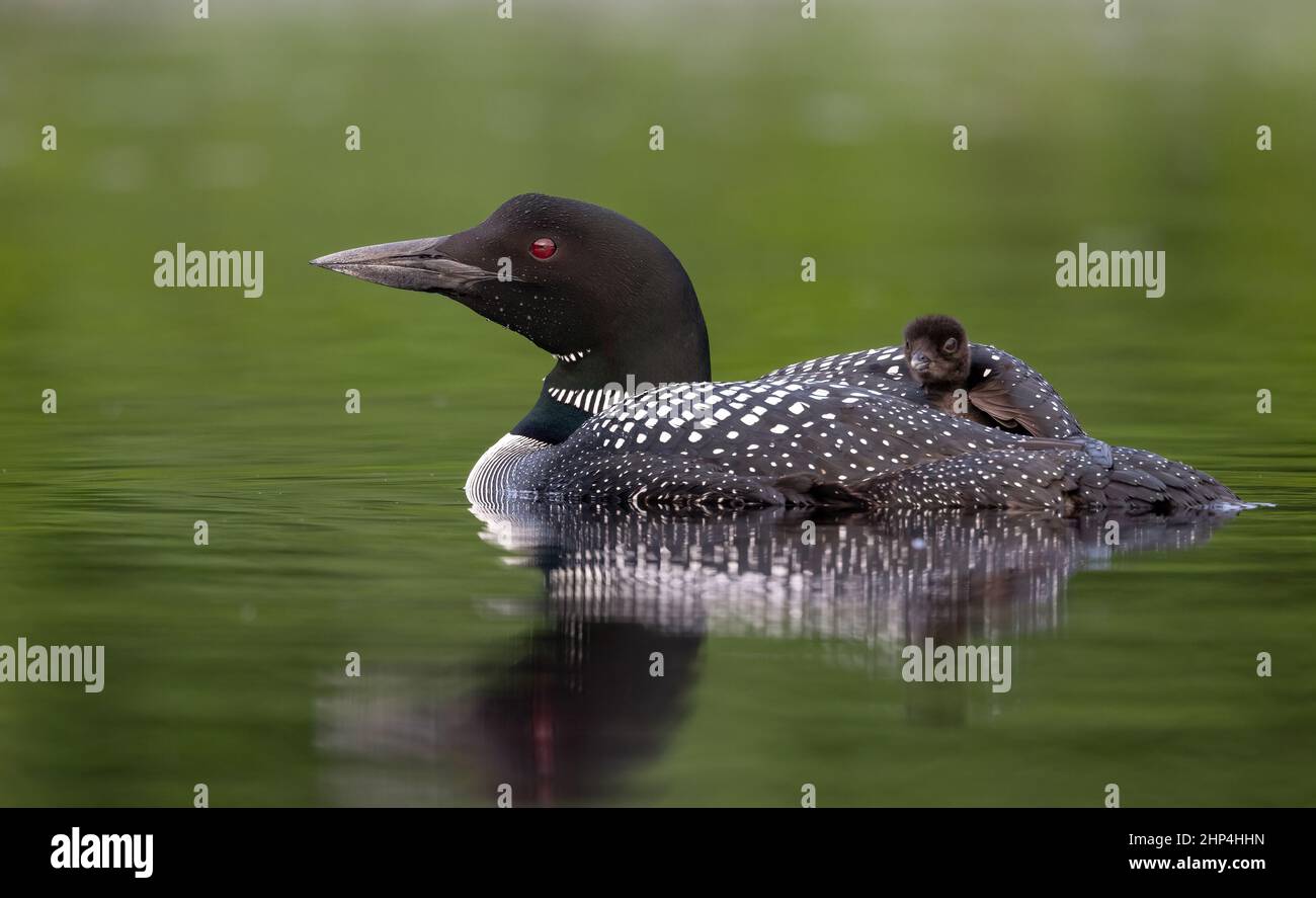 Common Loon and Chick in Maine Stock Photo - Alamy