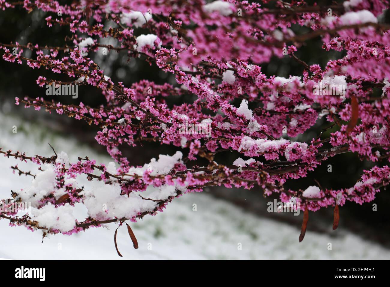 Redbud winter hi-res stock photography and images - Alamy
