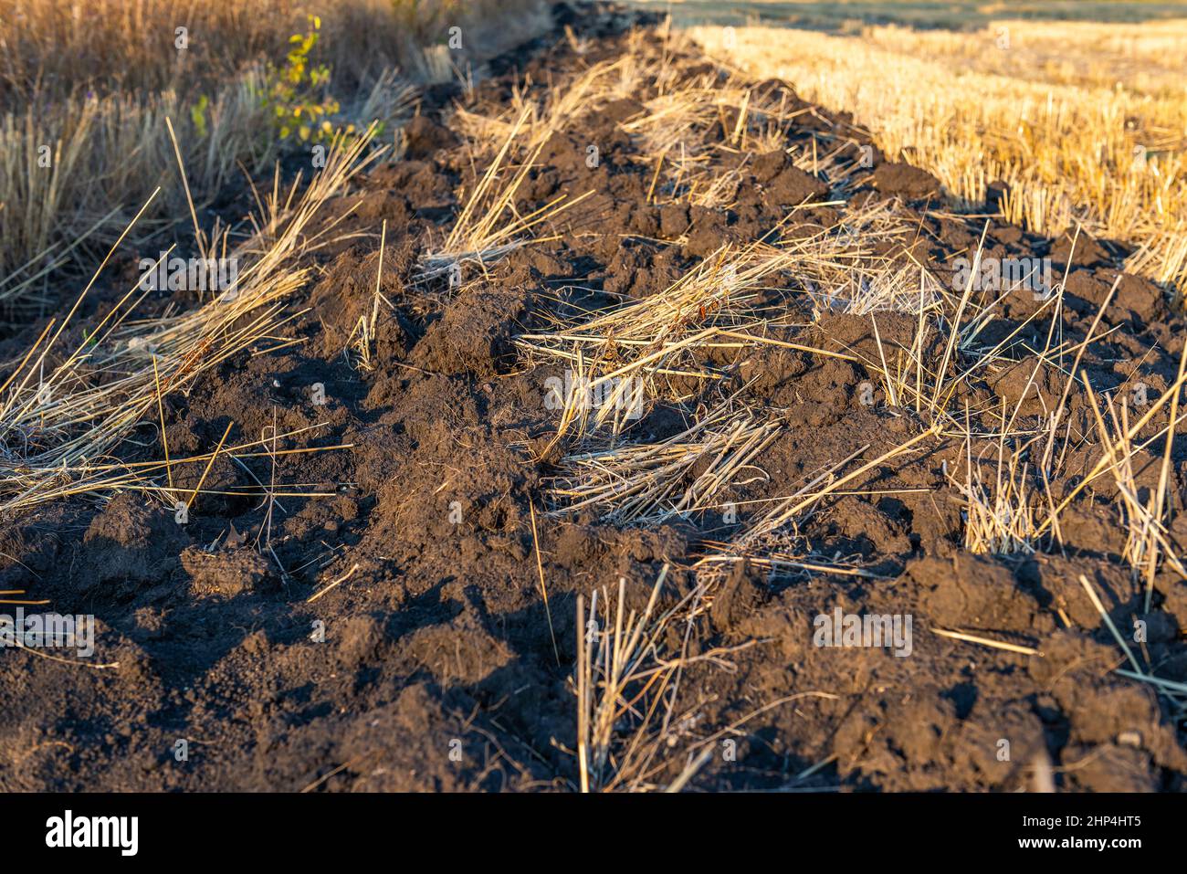 Cultivated field of wheat close up at sunlight Stock Photo - Alamy