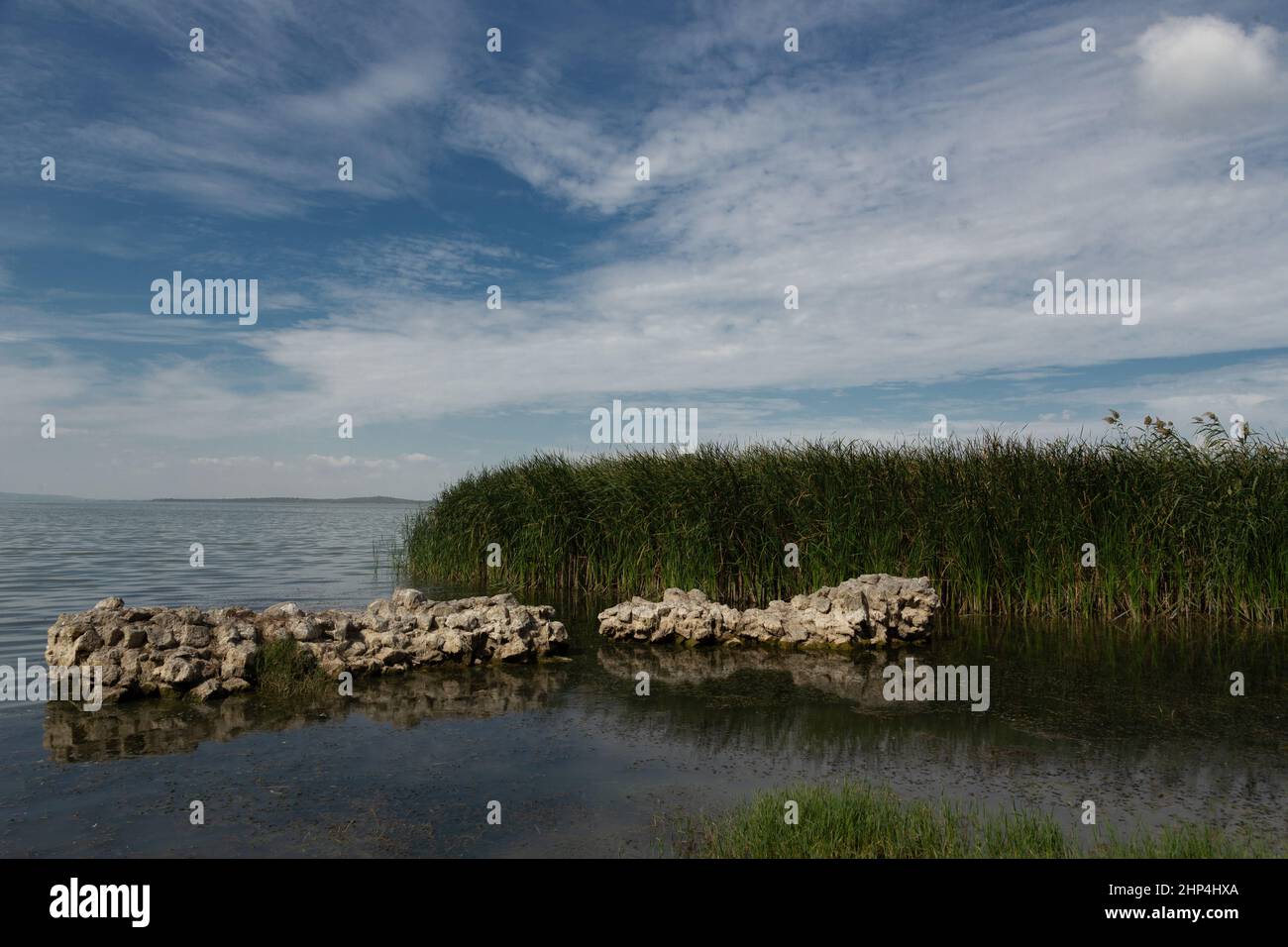reeds and white rocks by the lake Stock Photo - Alamy