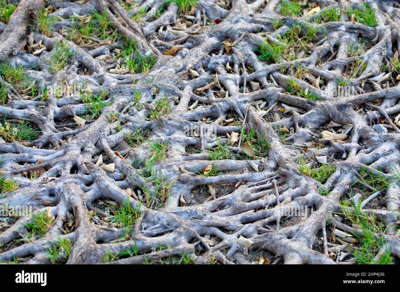 Tree roots. Abundance And exuberance. Roots emerge from the soil with ...