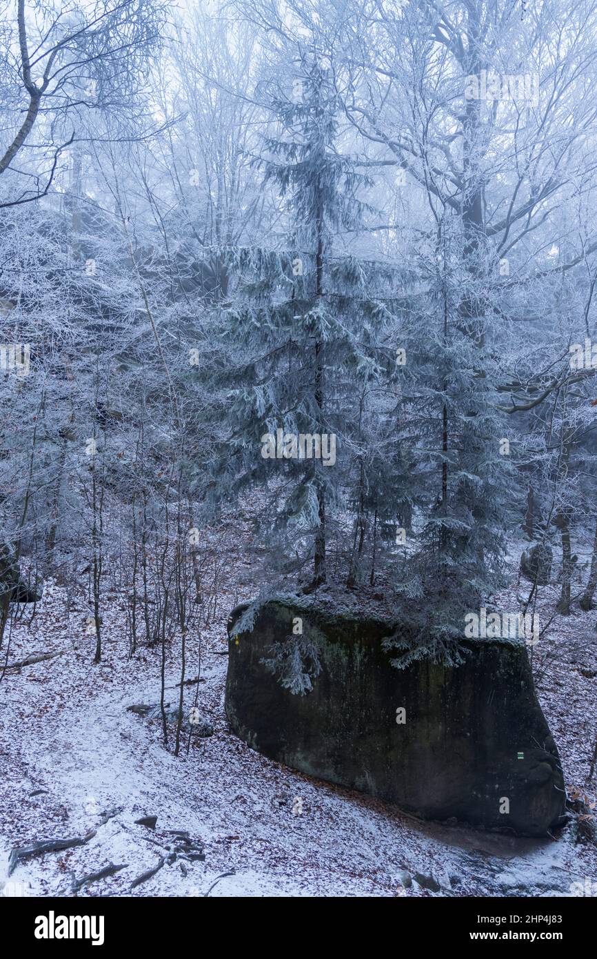 landscape in a nature reserve Broumovske steny, eastern Bohemia, Czech ...