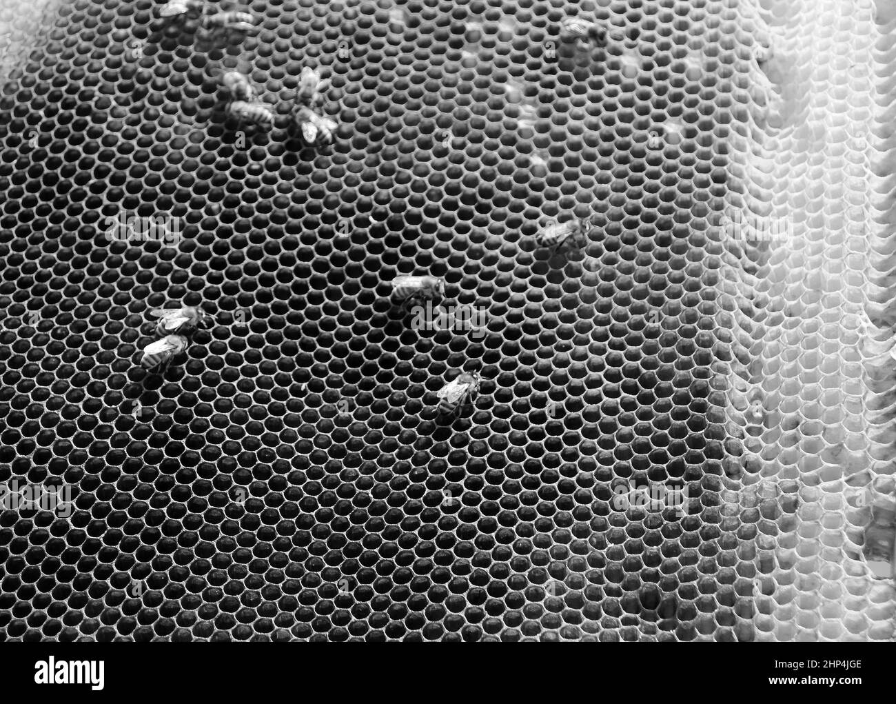 Abstract Hexagon Black Bee Hive High Resolution Stock Photography and ...