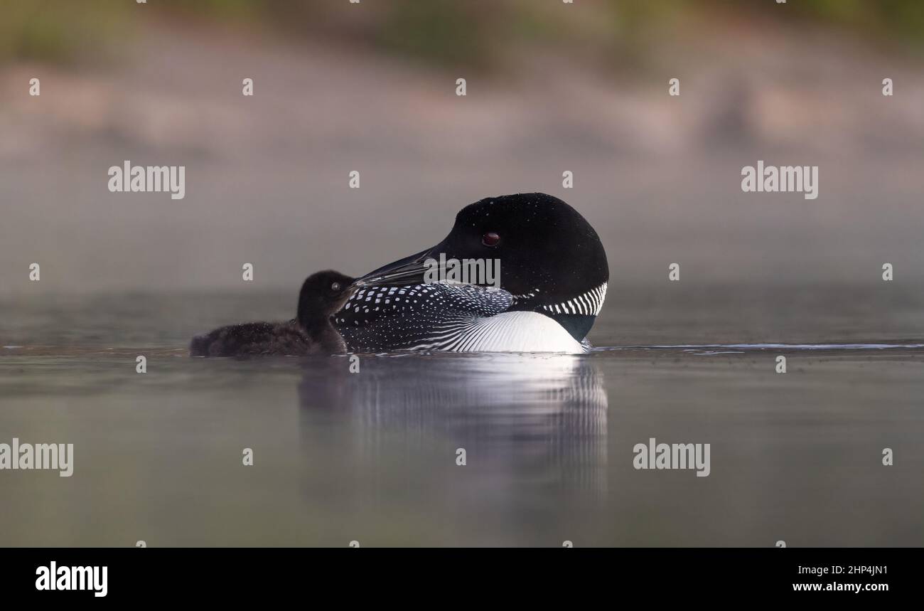 Common Loon and Chick in Maine Stock Photo - Alamy
