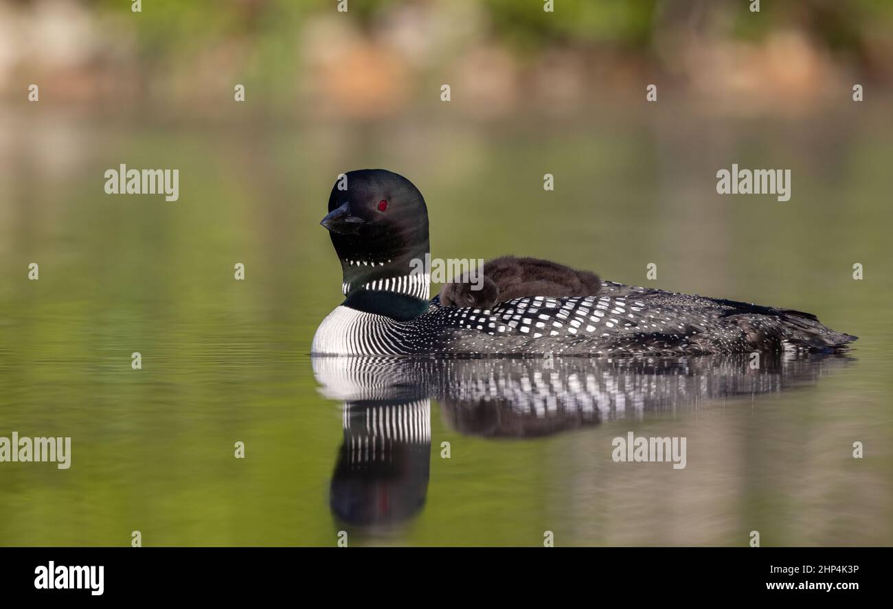 Common Loon and Chick in Maine Stock Photo - Alamy