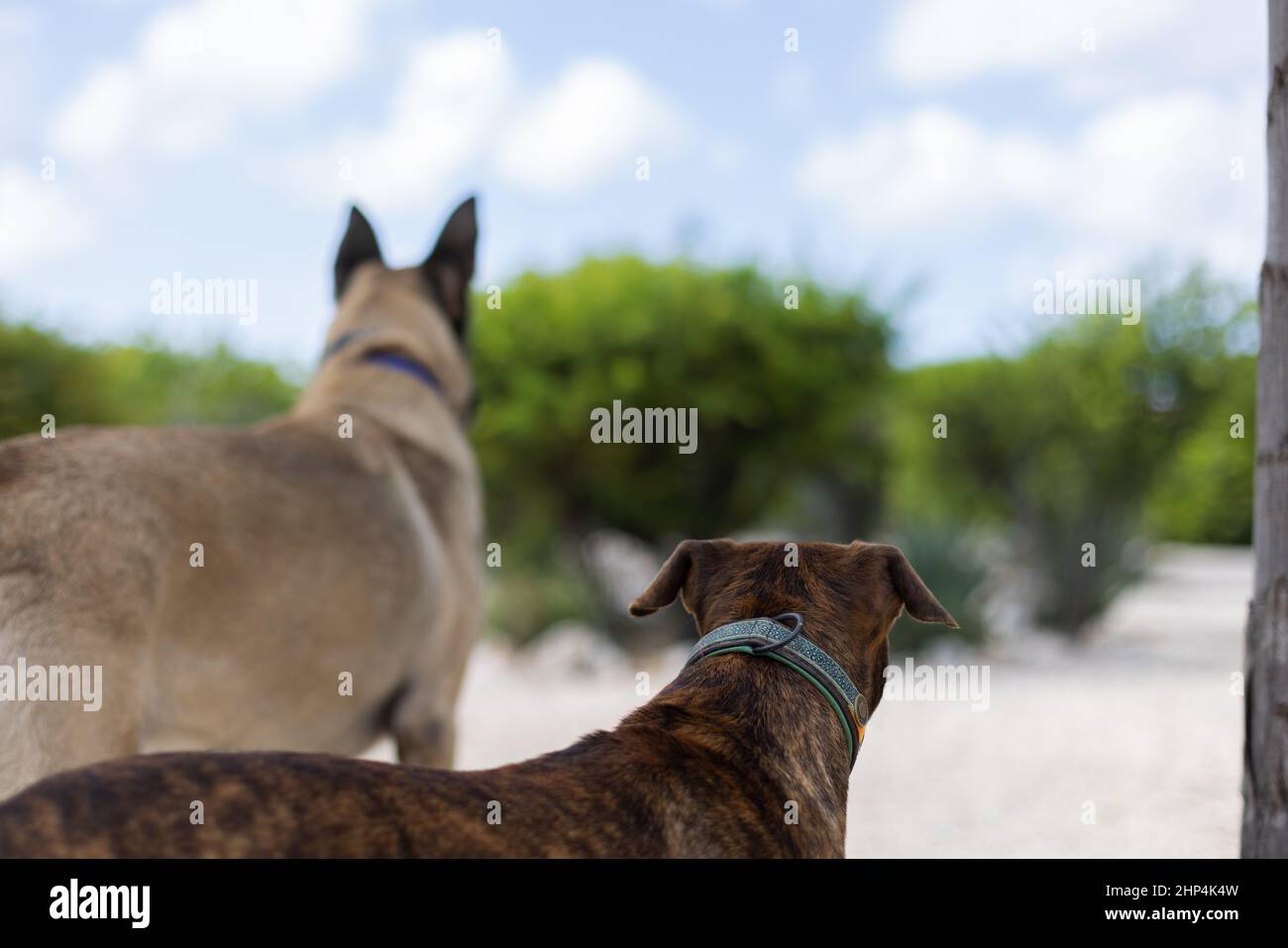 Two dogs guarding a garden. Rear view. Selective focus Stock Photo - Alamy