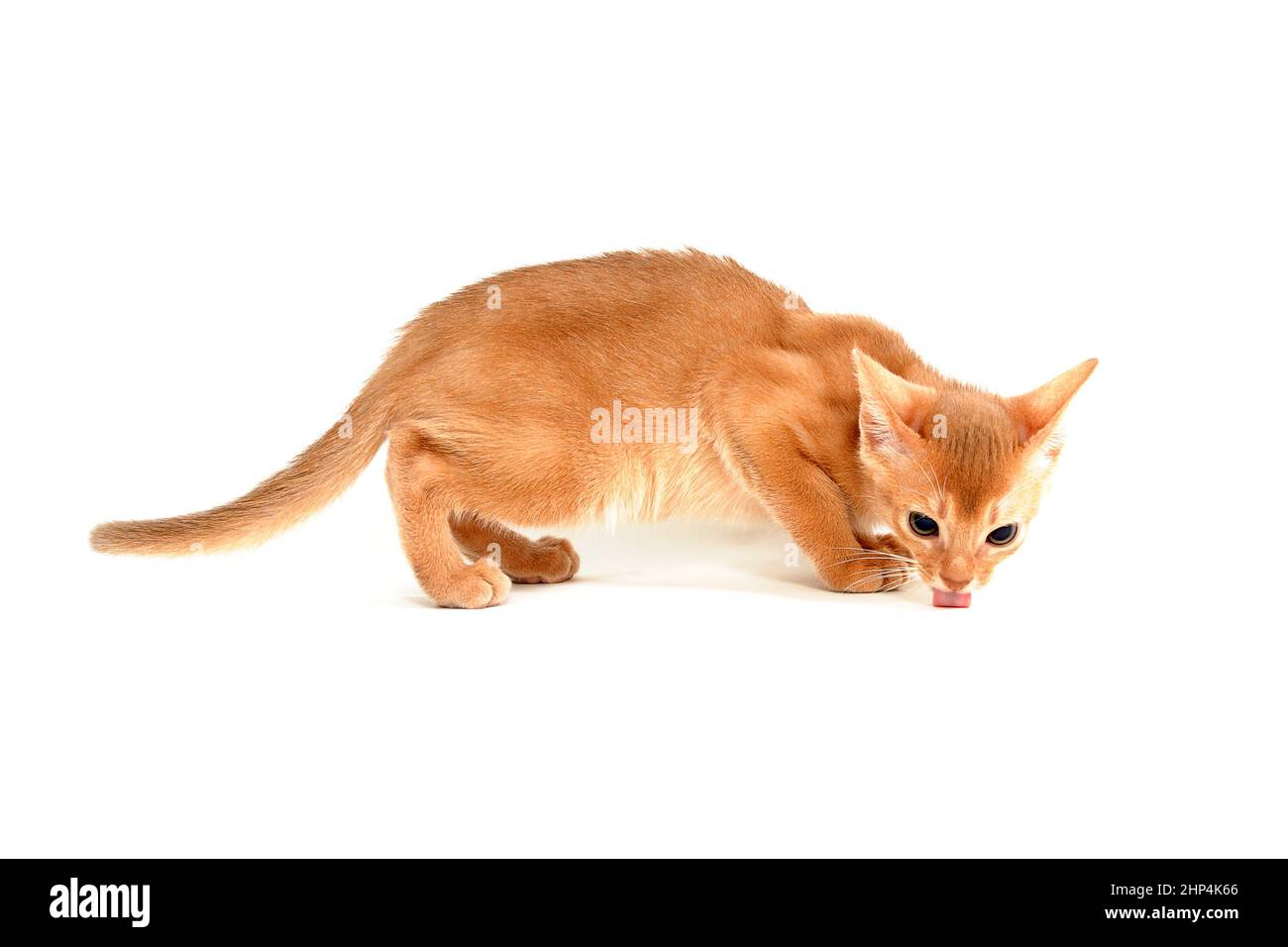 Abyssinian ginger cat on a white background. High quality photo Stock ...