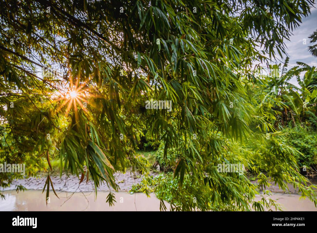 Sunrays through branches of trees on lake in early summer morning Stock ...
