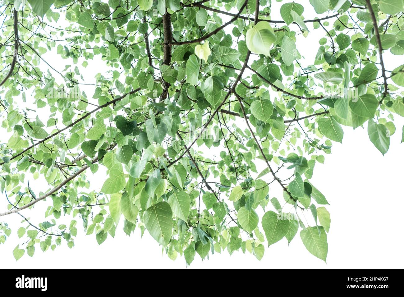 Branch with green Bodhi tree leaves isolated on a white background ...