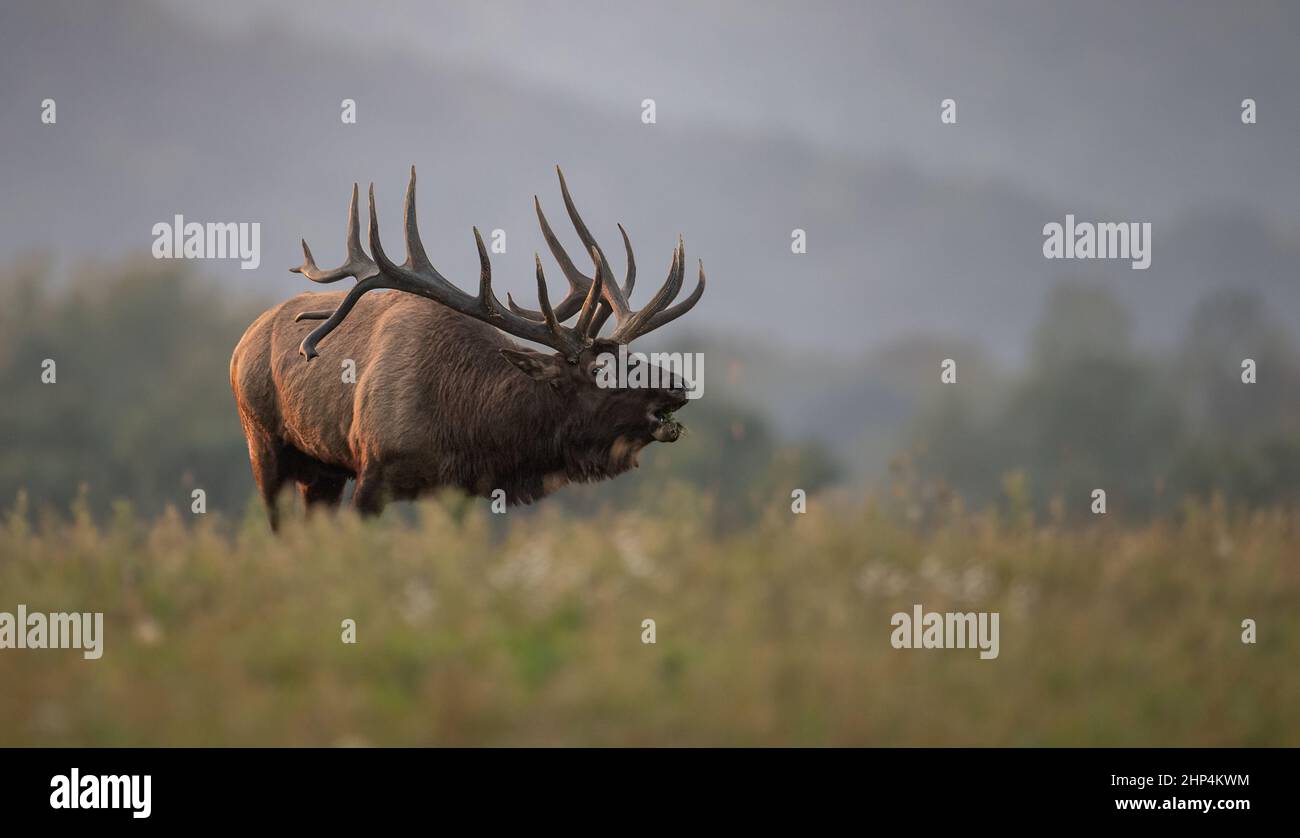Bull Elk during the rut Stock Photo - Alamy