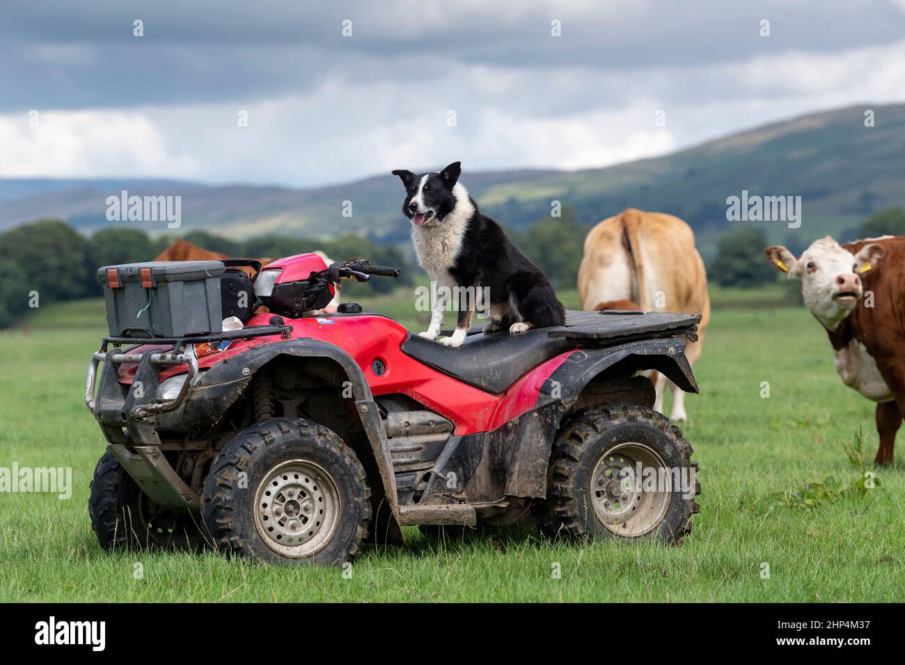 Border Collie sheepdog sat on the back of a quad bike in amongst cattle ...