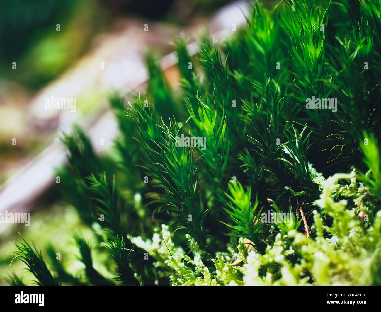 Closeup of moss Stock Photo - Alamy