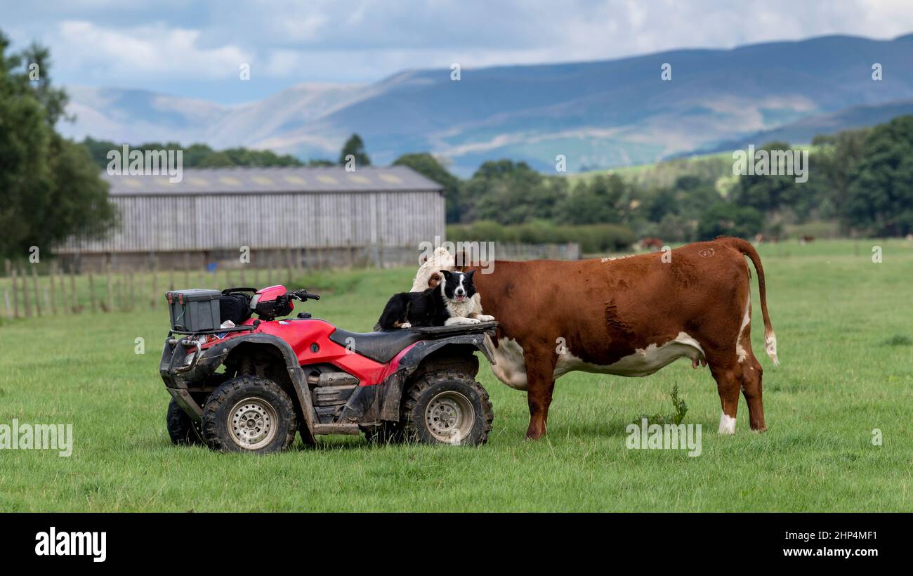 Border Collie sheepdog sat on the back of a quad bike in amongst cattle ...