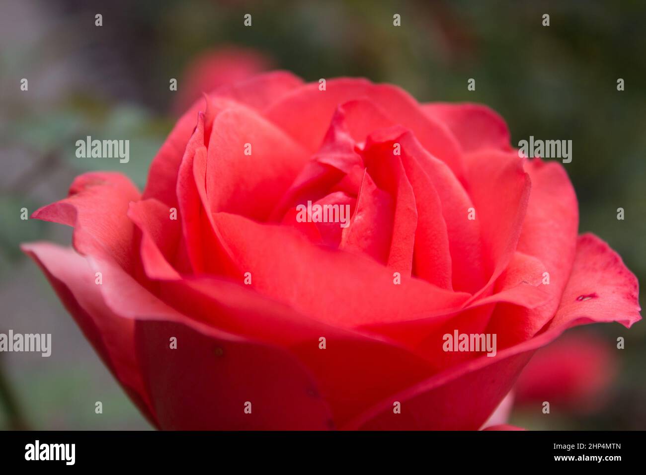 Beautiful boder hi-res stock photography and images - Alamy