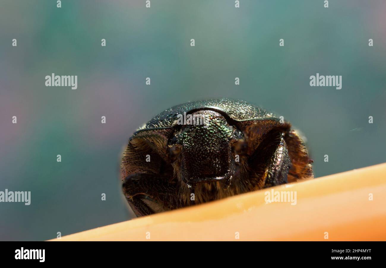 Single green rose chafer on a colour background with a orange rest ...