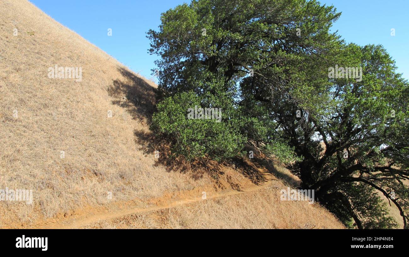 Tree with green leaves standing in a sloping hill with dry grass Stock ...