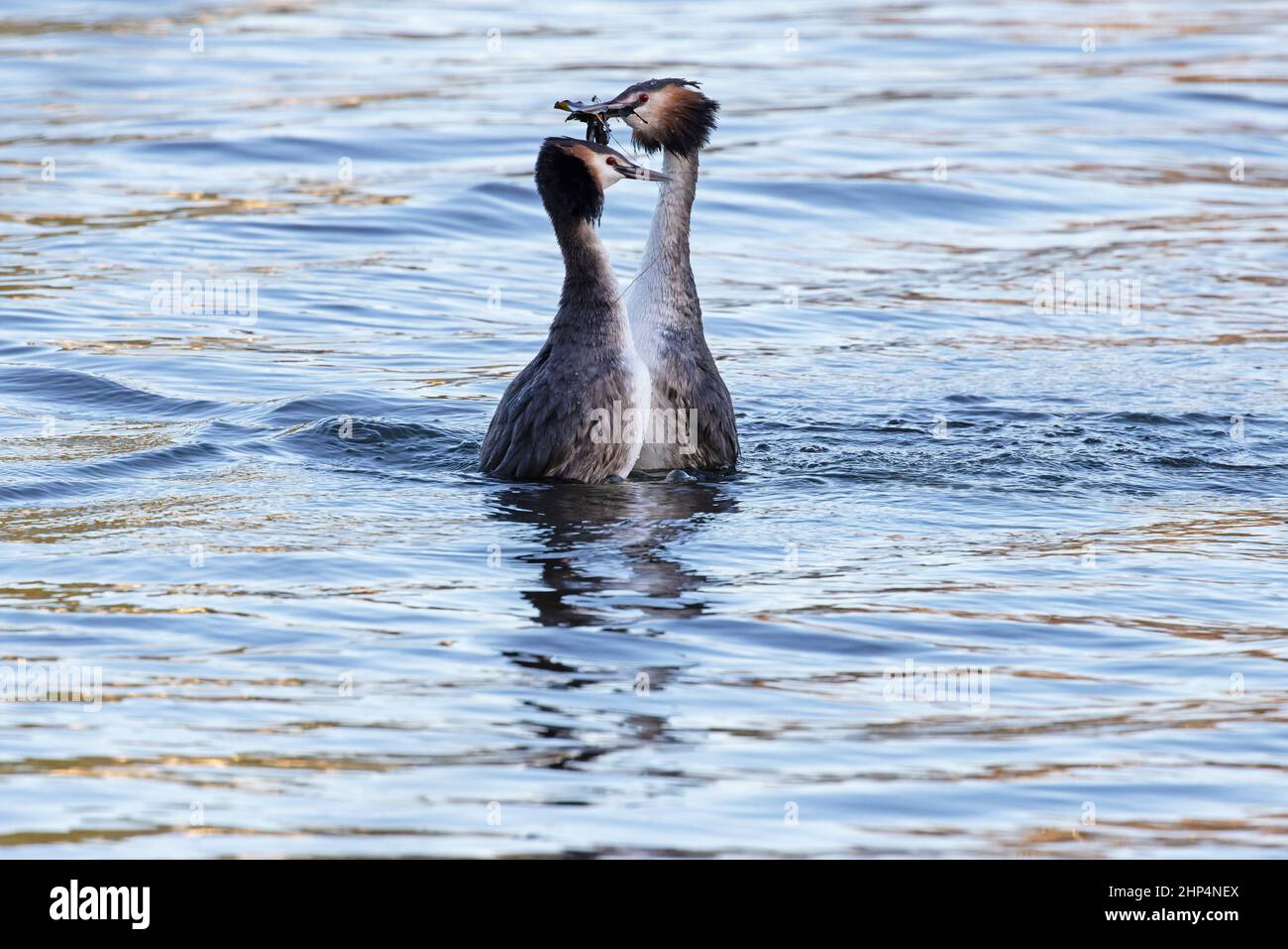 Great Crested Grebe (Podiceps cristatus) pair weed dancing Norfolk UK ...