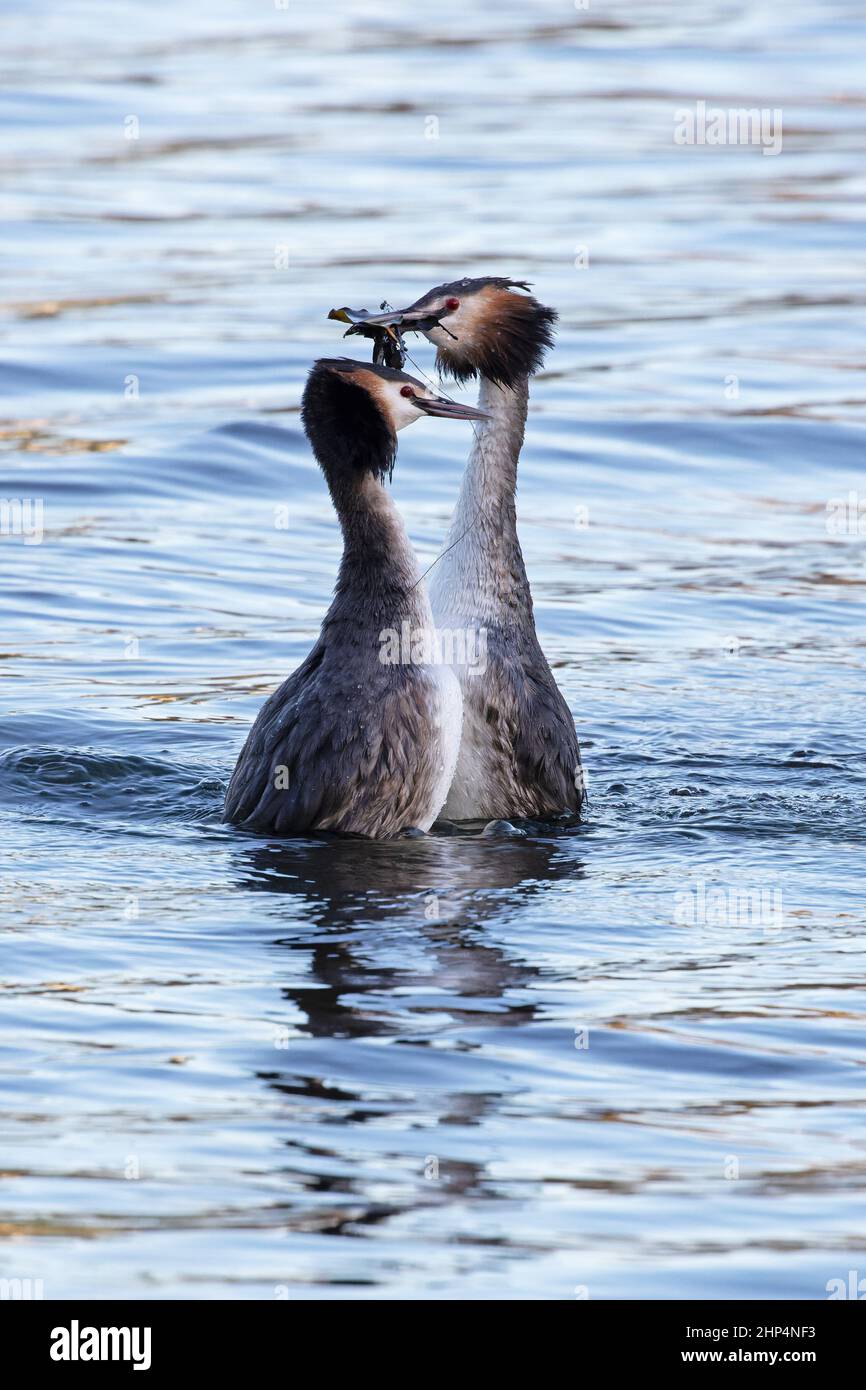 Great Crested Grebe (Podiceps cristatus) pair weed dancing Norfolk UK ...