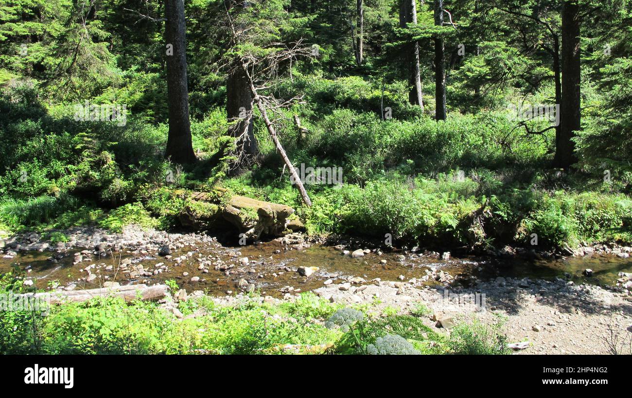 Small water stream in a green forest under a bright sunlight Stock ...