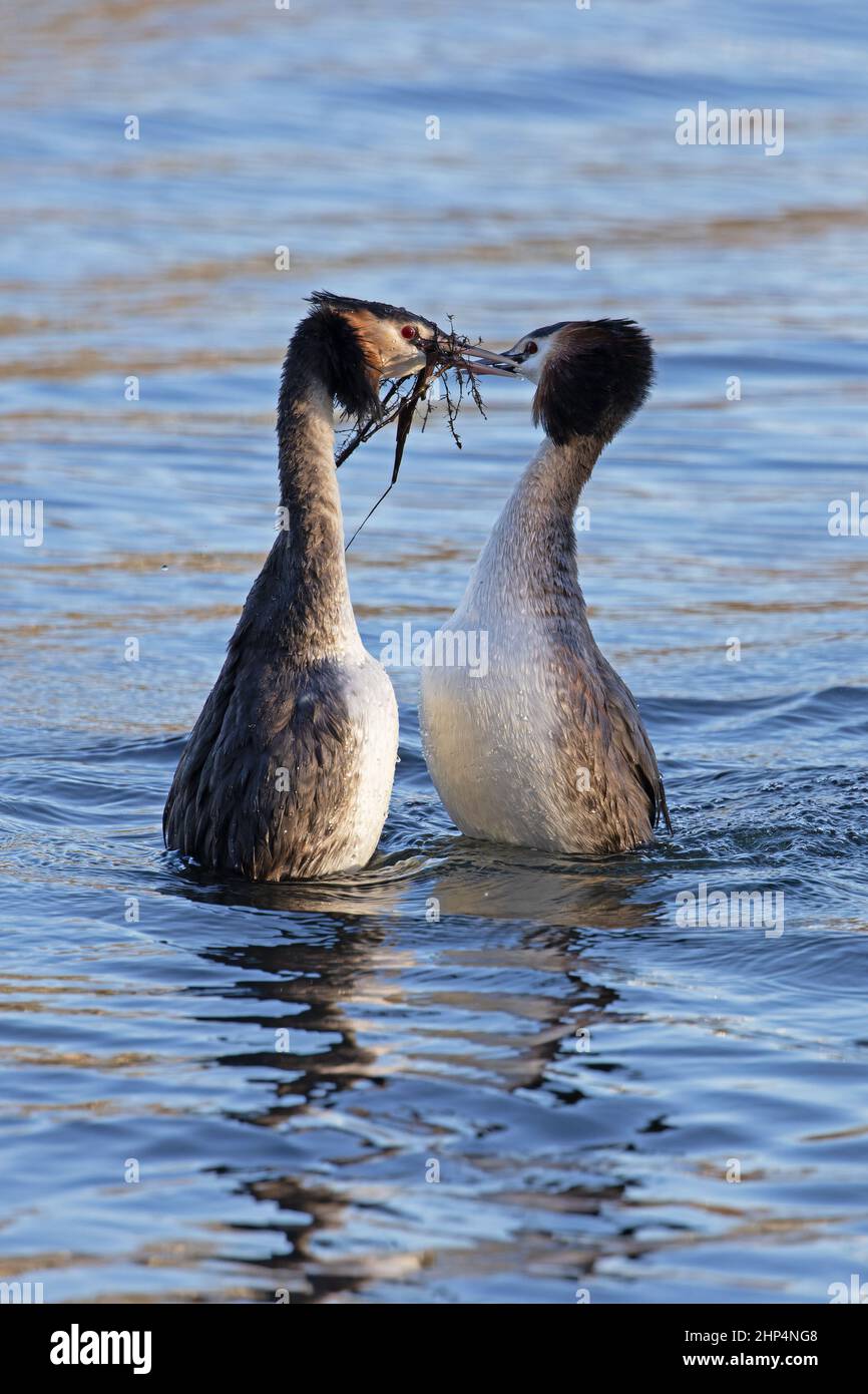 Great Crested Grebe (Podiceps cristatus) pair weed dancing Norfolk UK ...