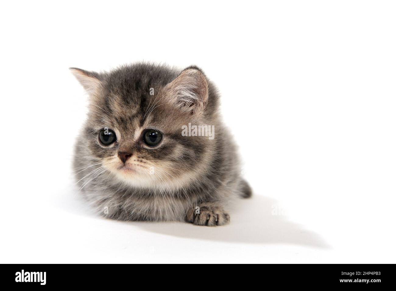 Smal cat hi-res stock photography and images - Alamy