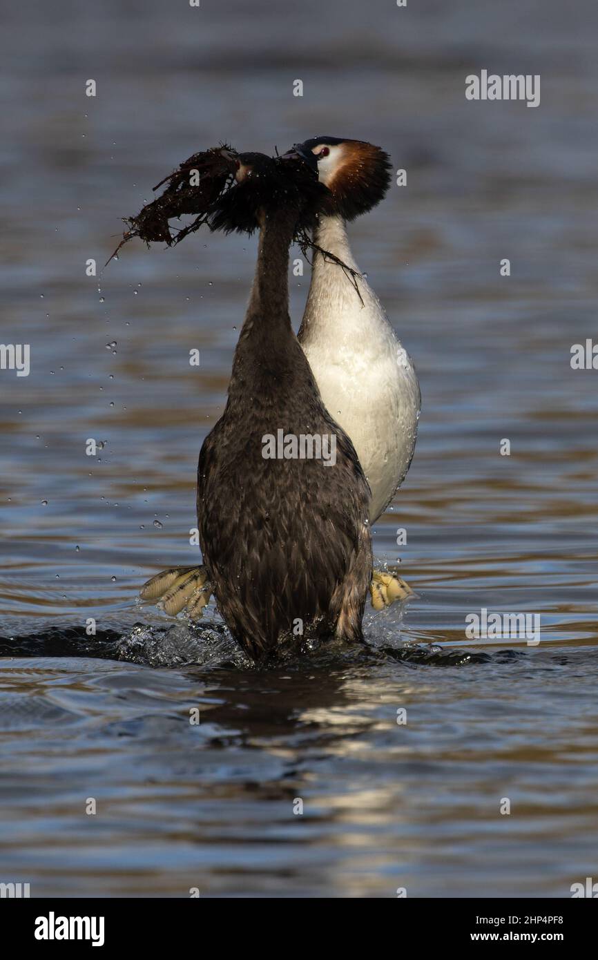 Great Crested Grebe (Podiceps cristatus) pair weed dancing Norfolk UK ...