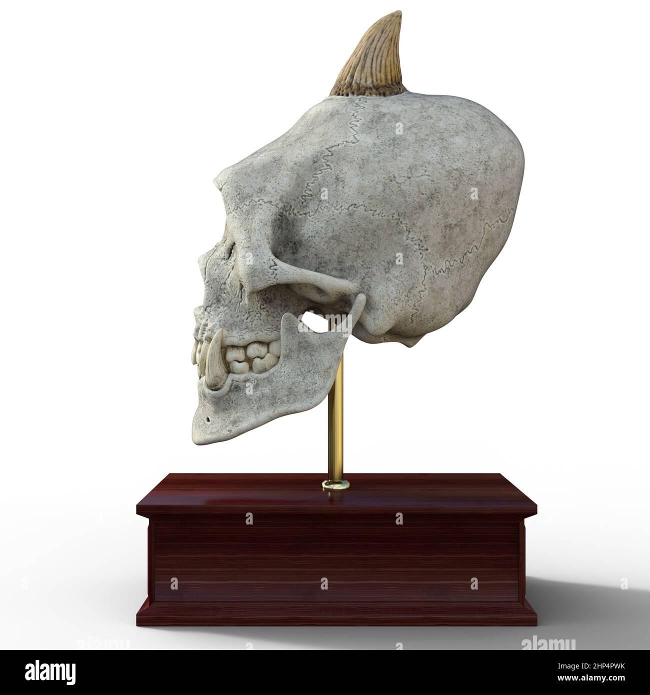 3D illustration over white of an ancient skull of a fantasy cyclops ...