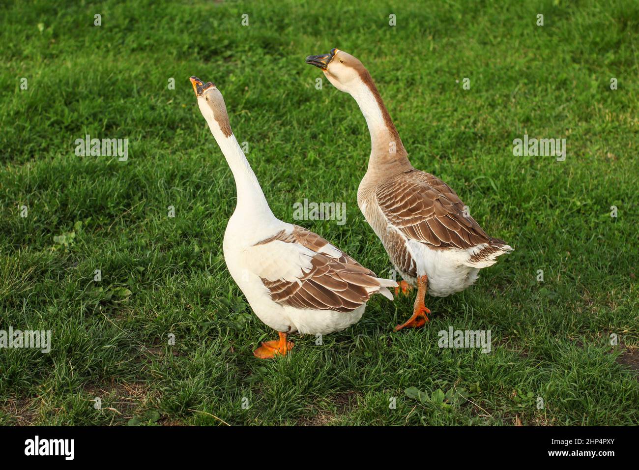 Two geese walking on farm meadow Stock Photo - Alamy